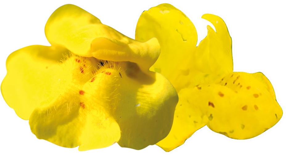 No. 20 Mimulus – Bio Lonreco