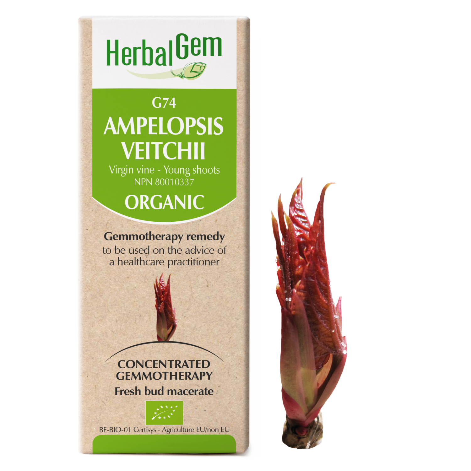 HerbalGem Ampelopsis Veitchii | Fresh Bud Macerate | Gemmotherapy ...