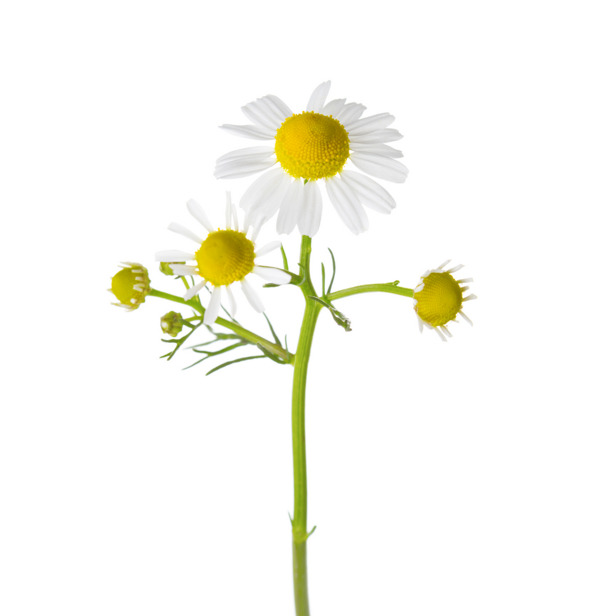 German Chamomile | P-E90 – Bio Lonreco