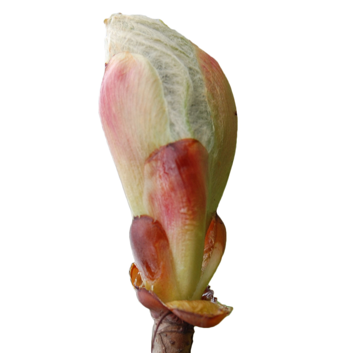 Castanea vesca (Sweet chestnut) G72 – Bio Lonreco