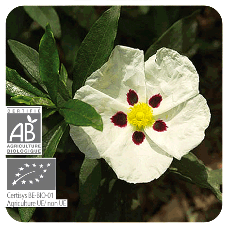 Labdanum | P-E11 – Bio Lonreco